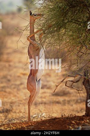 Female Gerenuk is standing on the grass. Its profile and full-body ...
