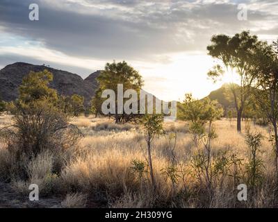 Sunset over Mt Zeil and spinifex (triodia spp.) at Mt Zeil Wilderness ...