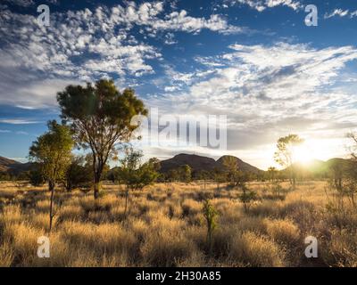 Sunset over Mt Zeil and spinifex (triodia spp.) at Mt Zeil Wilderness ...
