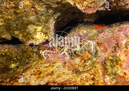 GHOST SHRIMP, Stenopus pyrsonotus, HAWAII Stock Photo - Alamy