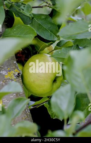 apple tree (Malus domestica 'Topaz', Malus domestica Topaz), cultivar ...