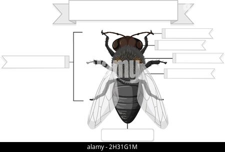 External Anatomy of a fly worksheet illustration Stock Vector Image ...