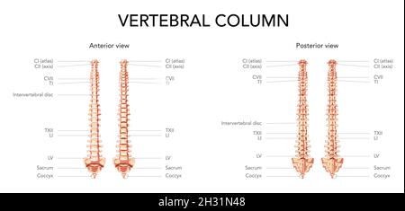 The human vertebral column in front, back, side view with main parts ...
