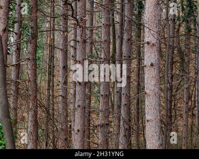 Beautiful view of many trees in a forest Stock Photo - Alamy
