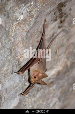 Egyptian mouse-tailed bat (Rhinopoma cystops) hanging in a dark room of ...
