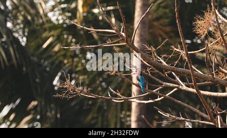 Goa, India. White-throated kingfisher Sitting On Pillar On Blurred ...