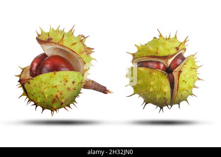 Conker case just open on white background Stock Photo - Alamy