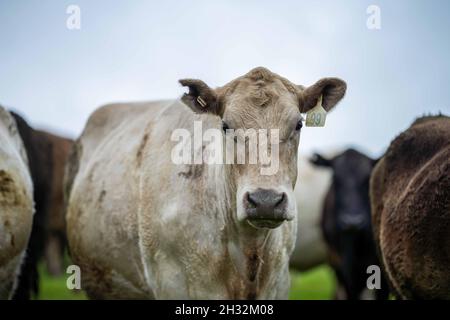spotty bull on the green field Stock Photo - Alamy