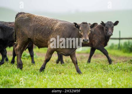 spotty bull on the green field Stock Photo - Alamy