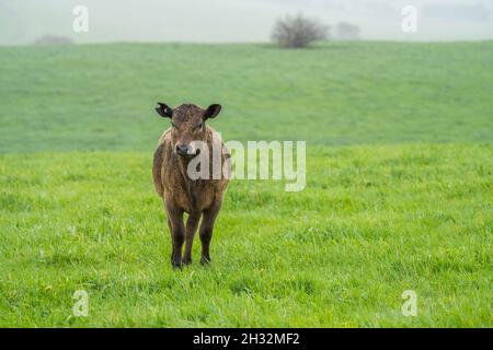 spotty bull on the green field Stock Photo - Alamy