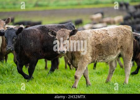 spotty bull on the green field Stock Photo - Alamy