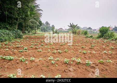 Nature of sweet potatoes plantation or yam farming on rural land green ...