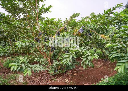 Guava hanging with tree in a farm. Fresh guava fruit. Sunlight falling ...