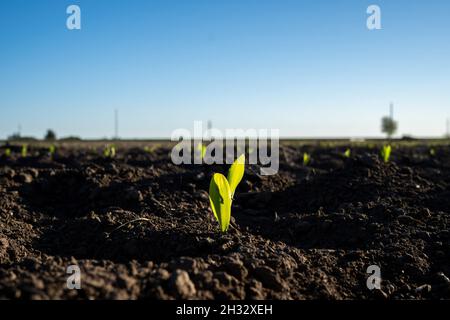 Recently sown corn field in Firmat, Santa Fe, Argentina Stock Photo - Alamy
