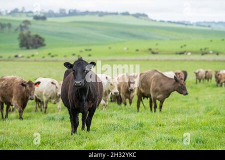 spotty bull on the green field Stock Photo - Alamy