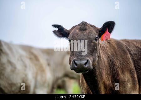 spotty bull on the green field Stock Photo - Alamy