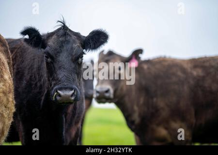 spotty bull on the green field Stock Photo - Alamy