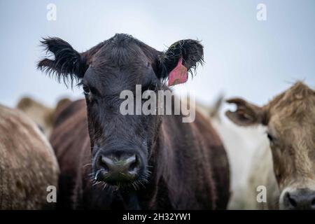 spotty bull on the green field Stock Photo - Alamy