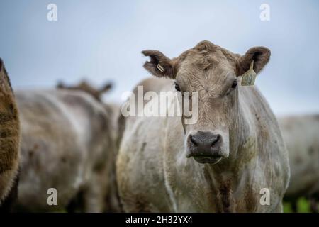 spotty bull on the green field Stock Photo - Alamy