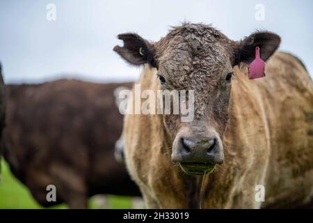 spotty bull on the green field Stock Photo - Alamy