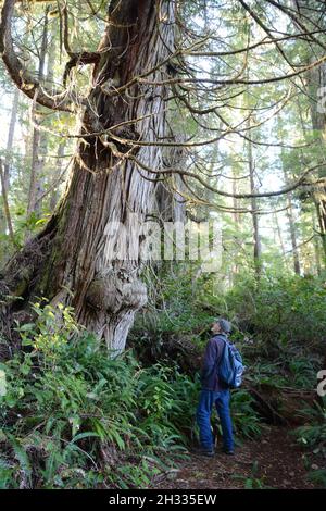 An ancient old growth western red cedar in the protected rainforest of ...