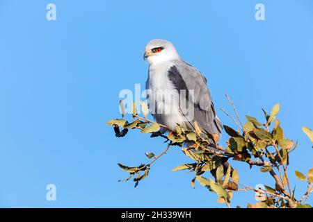 Gleitaar, (Elanus caeruleus), Élanion blanc, Elanio Común Stock Photo ...
