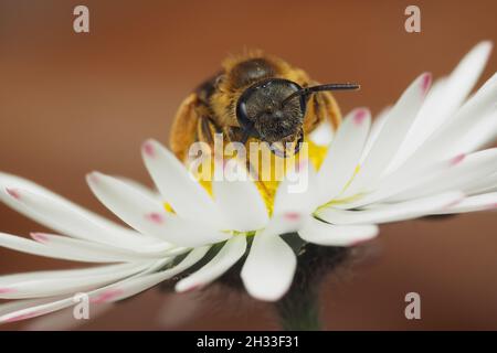 The macro view of a Halictus solitary furrow bee on the wooden surface ...