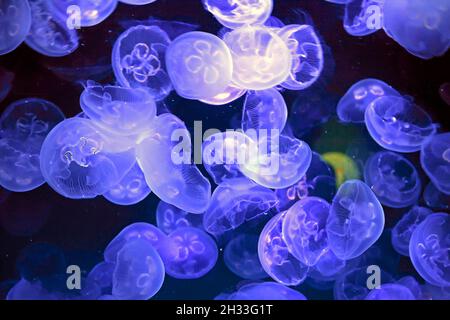 Ohrenqualle, Ohren-Qualle (Aurelia aurita), gestrandete Ohrenqualle am ...