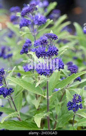 Caryopteris clandonensis Dark Knight, bluebeard Dark Knight, deep blue ...