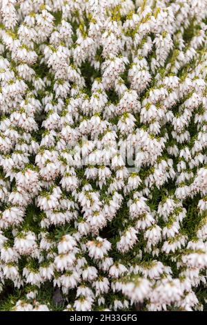 Schnee-Heide (Erica carnea 'Snow Queen' Stock Photo - Alamy