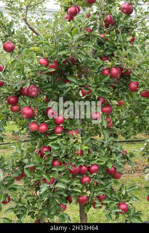 Apfel, Malus domestica Idared, Apple, Malus domestica Idared Stock ...