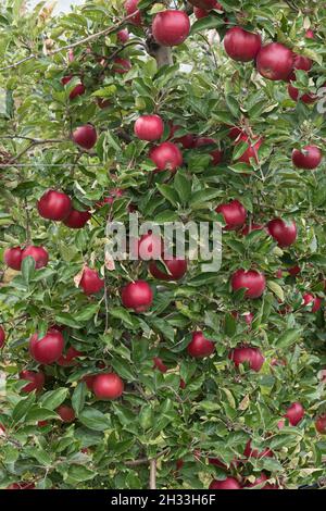 Apfel, Malus domestica Idared, Apple, Malus domestica Idared Stock ...