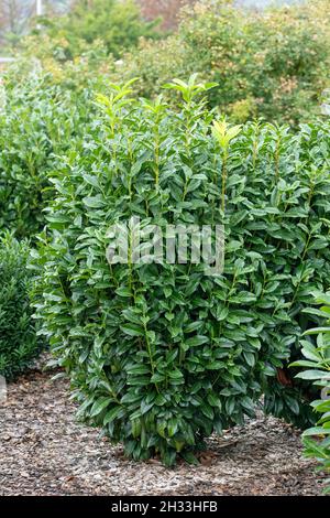cherry-laurel (Prunus laurocerasus 'Genolia', Prunus laurocerasus ...