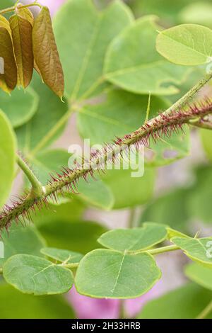 Borstige Robinie (Robinia hispida 'Macrophylla' Stock Photo - Alamy