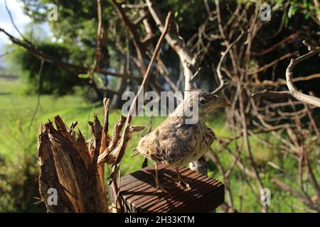 stuffed crowned lark Stock Photo - Alamy
