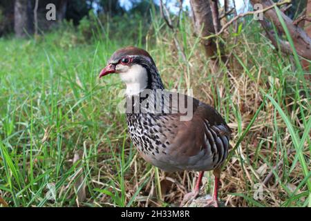 stuffed spanish partridge Stock Photo - Alamy