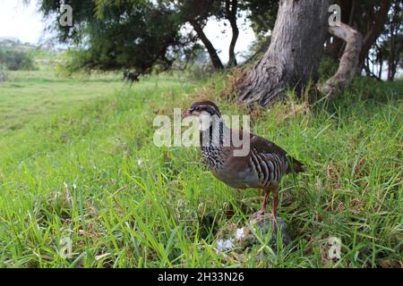 stuffed spanish partridge Stock Photo - Alamy