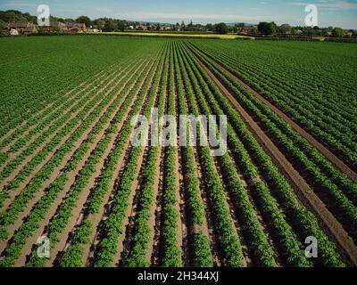 English green barley field pattern Stock Photo - Alamy