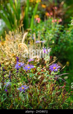Wild flowers and green spikelets, on wooden background Stock Photo - Alamy