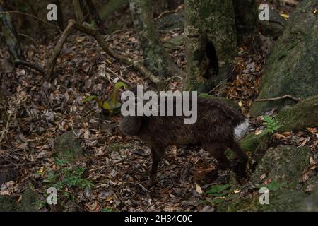 Yakushima Sika Deer (Cervus nippon yakushimae) wild buck, Yakushima ...