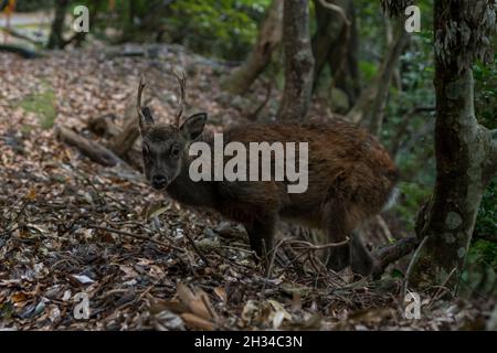 Yakushima Sika Deer (Cervus nippon yakushimae) male, Yakushima National ...
