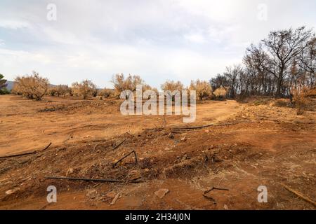 Burnt greek olive tree Stock Photo - Alamy