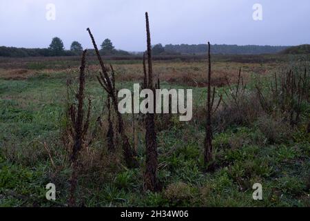 Podlasie, Poland - 20 October 2020: landscape of Polish Podlasie Stock ...