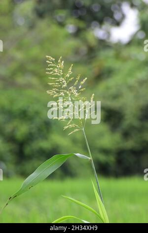 Shallow focus of a sprig growing in nature Stock Photo - Alamy