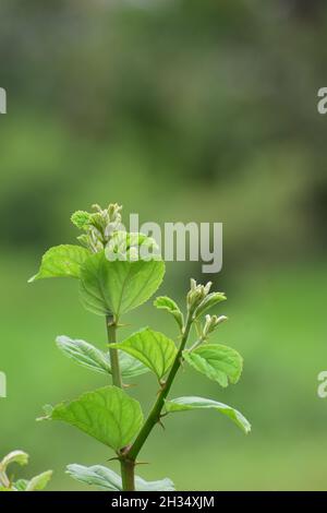 Shallow focus of a sprig growing in nature Stock Photo - Alamy
