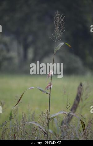 Shallow focus of a sprig growing in nature Stock Photo - Alamy