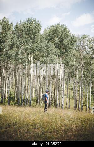 Hiking Trail surrounded by beautiful Aspen Trees during fall in ...