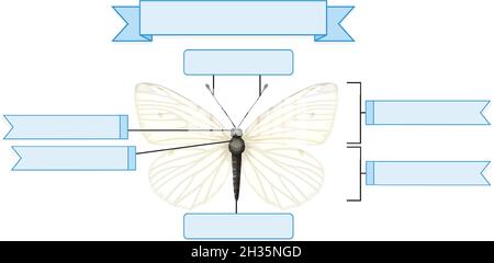 External Anatomy of a butterfly worksheet illustration Stock Vector ...