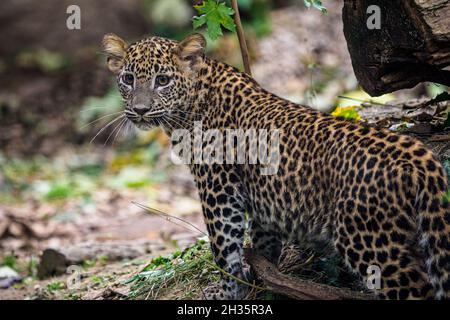 Ceylon-Leopard, Sri Lankan Leopard (Panthera pardus kotiya), lying on a ...