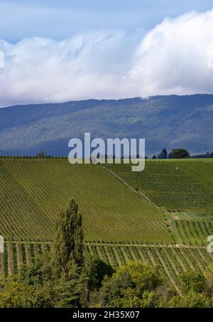 vineyards at Dardagny near Russin, Geneva Canton, Switzerland Stock ...